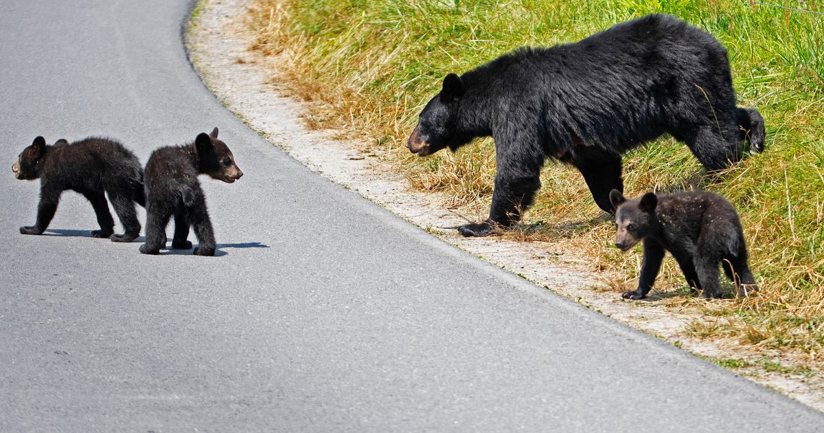 Medvedi terorišu stanovništvo podvelebitskog kanala: Ljudi se ...