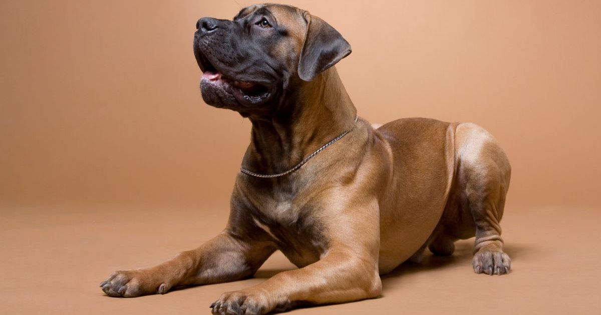 Burbul, južnoafrički mastif - Ljubimci Telegraf