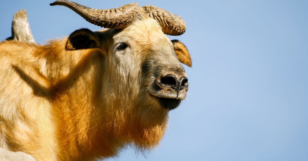 Takin inspiracija mitološkog ovna zlatnog runa - Ljubimci Telegraf