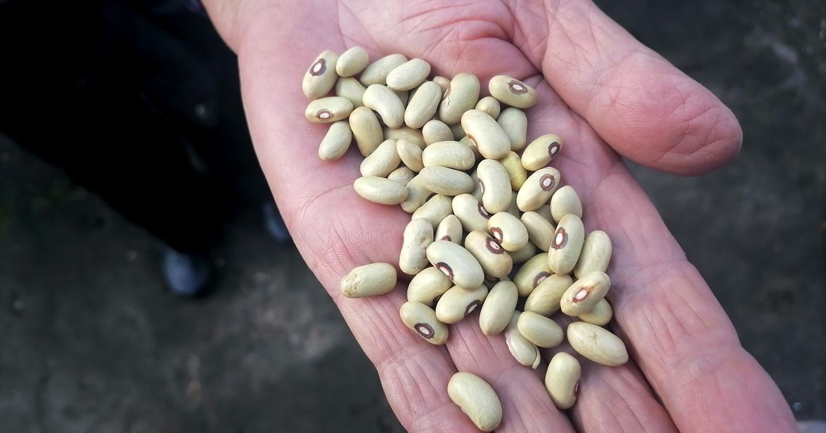 pasulj sumporaš 1.000 dinara po kilogramu - Telegraf Biznis