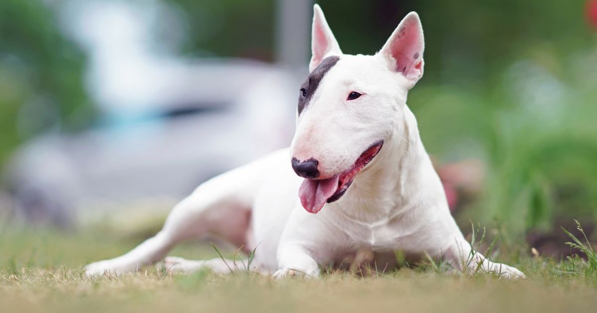 Bul terijer nepravedno žigosana rasa pasa - Ljubimci Telegraf
