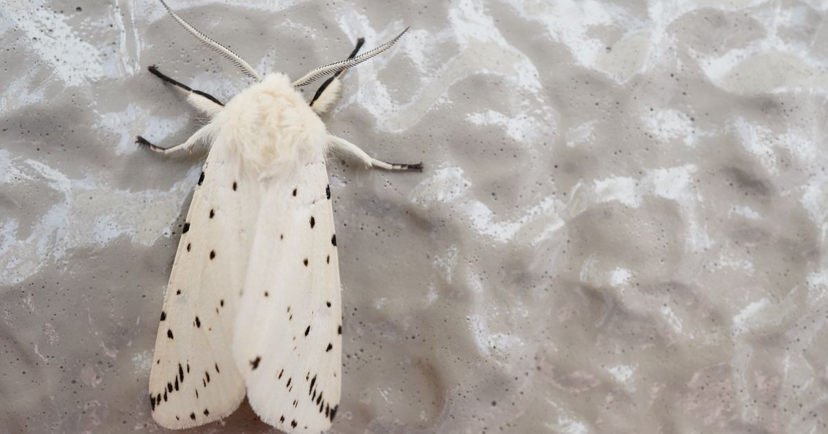 Da li beli moljac oslepljuje decu? Prijavljene stotine slučajeva ...