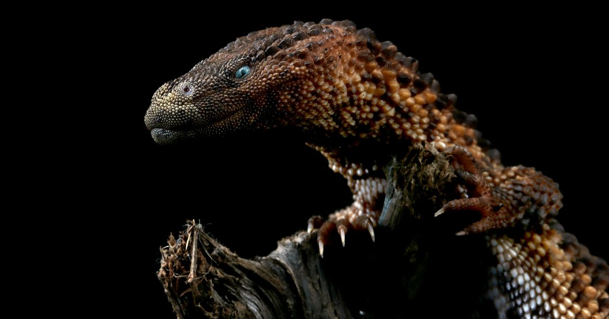 Ovo su pravi zmajevi na Zemlji: Ne postoji ništa nalik njima, a da hoda ...