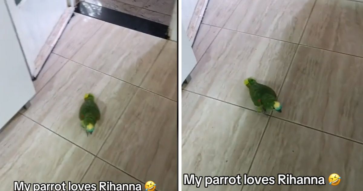 Papagaj peva Rijaninu pesmu Monster naTikToku - Ljubimci Telegraf