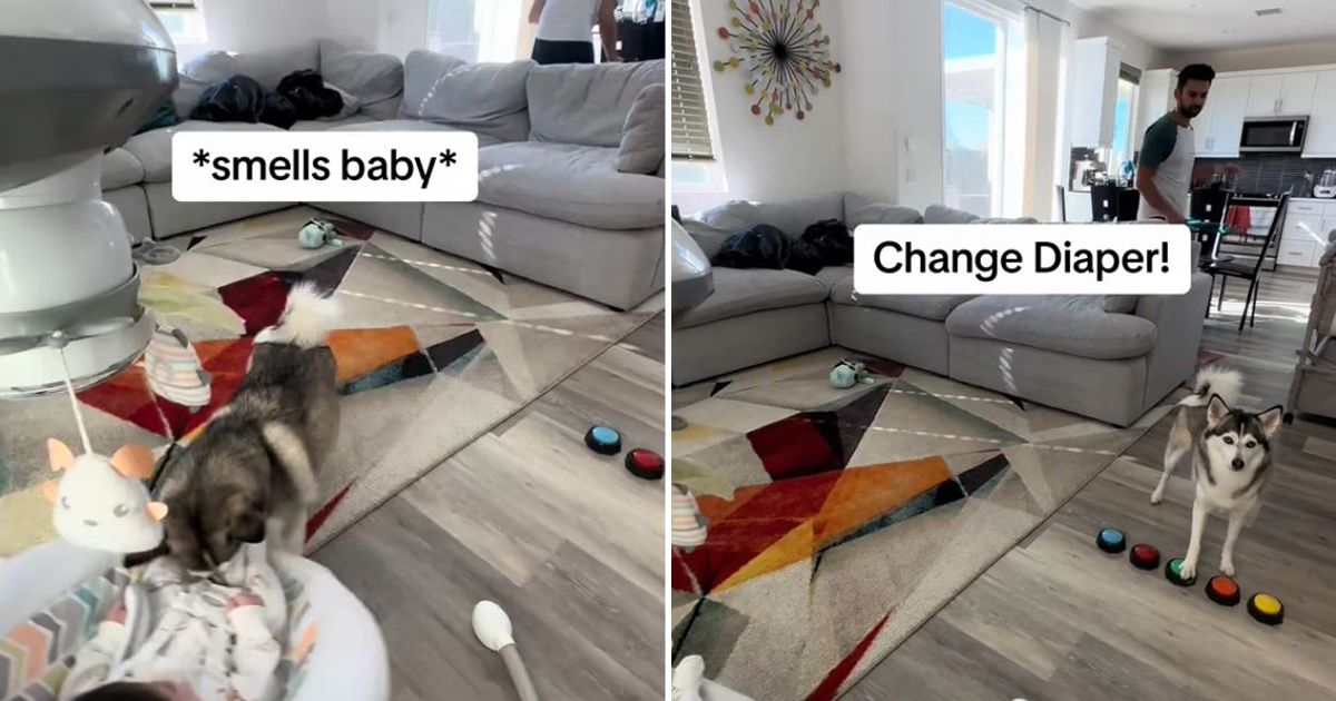 Haski opominje vlasnike da bebi promene pelenu - Ljubimci Telegraf