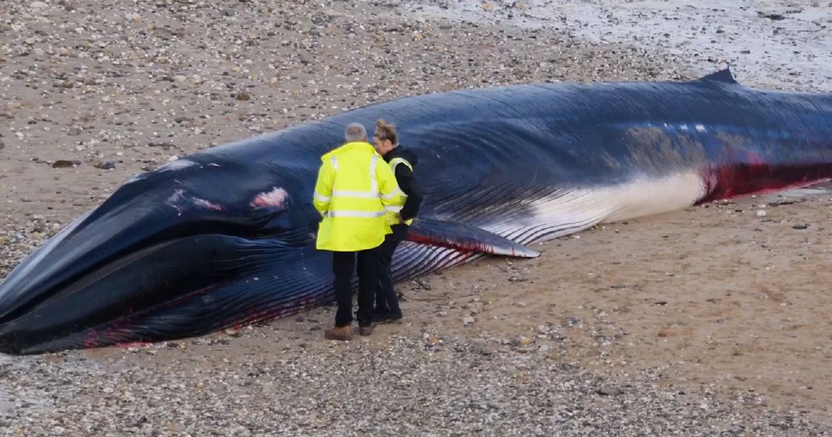 Uginuo kit zuban koji se nasukao na peščani sprud kod obale Floride ...
