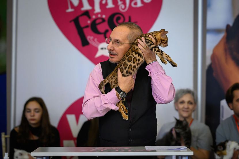 Najlepše mačke sa Mrnjau festa 2023 Raja Bengal WCF Cattery - Ljubimci ...