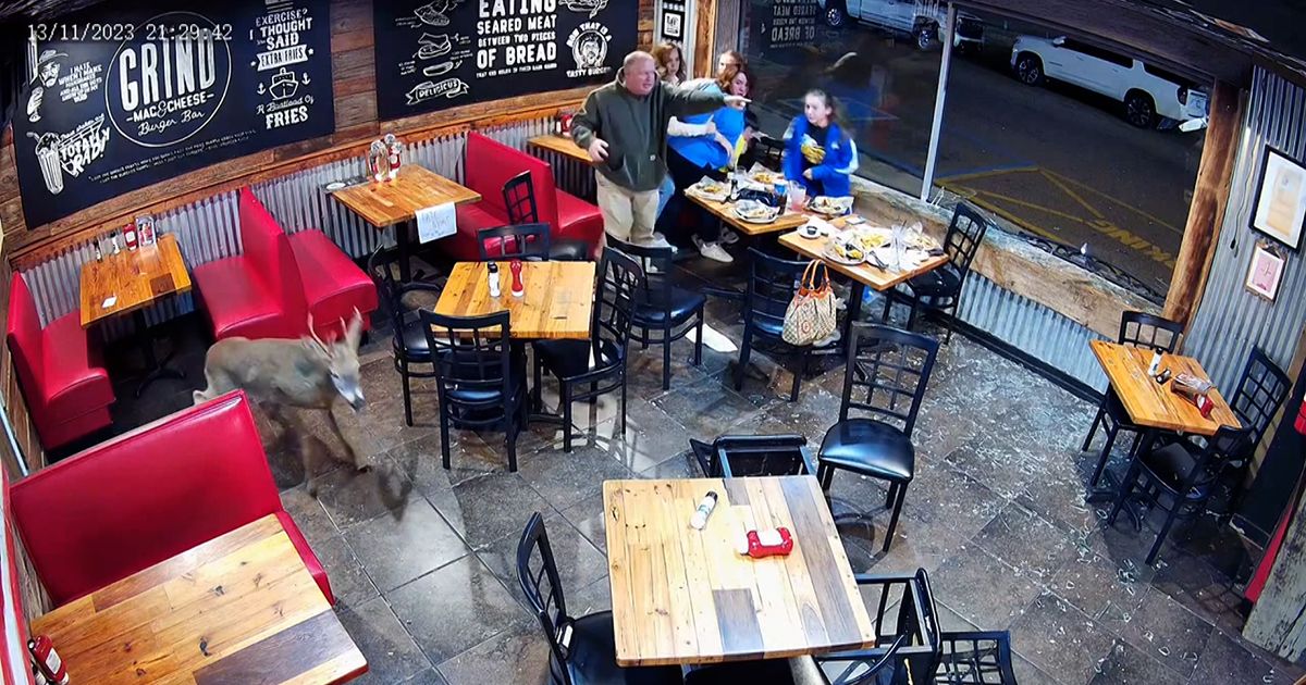 Jelen razbio izlog restorana - Telegraf.rs