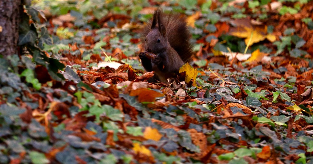 Veverica sakuplja plodove i sprema se za dugu zimu: Slike toplog ...