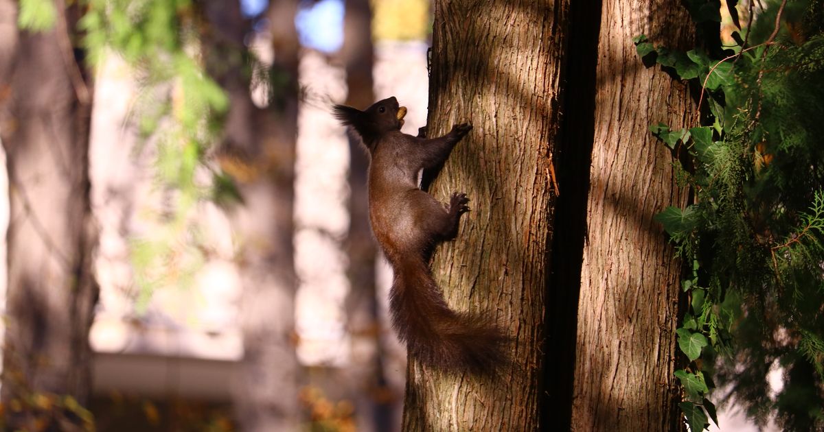 Vevrica povela vlasnicu kako do svog novog gnezda - Telegraf.rs