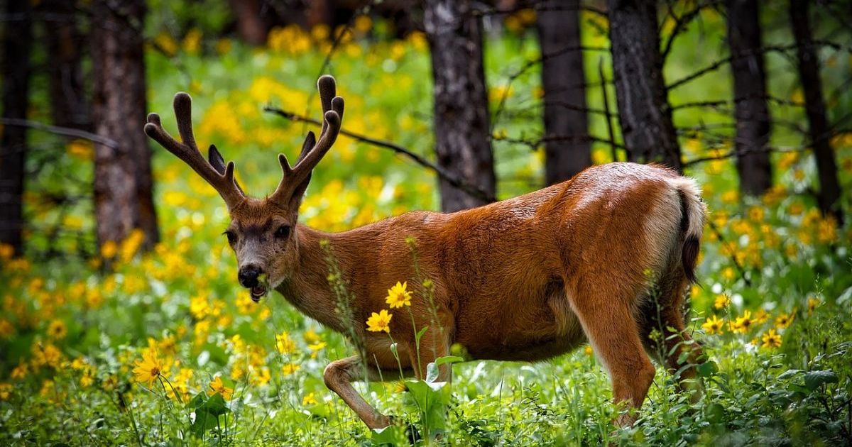Crnorepi jelen u jeloustonu uginuo od bolesti zvane "zombi" - Ljubimci ...