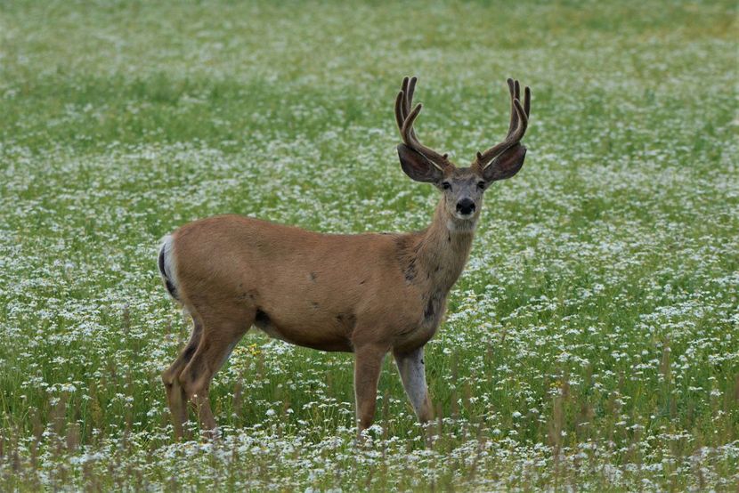 Crnorepi jelen u jeloustonu uginuo od bolesti zvane "zombi" - Ljubimci Telegraf