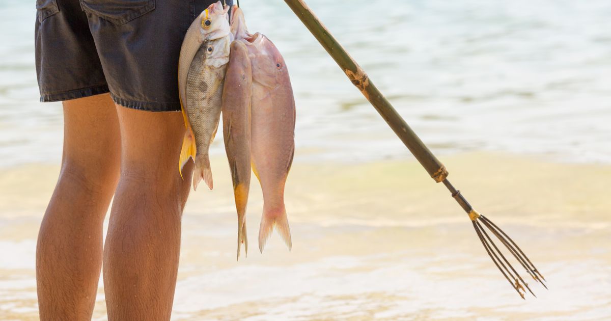 Godišnje dozvole za rekreativni ribolov 2026. poskupele: Cena skočila na 9.000 dinara - Telegraf ...