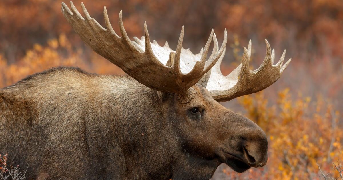 Dan alaskatala 21. novembar - Ljubimci Telegraf