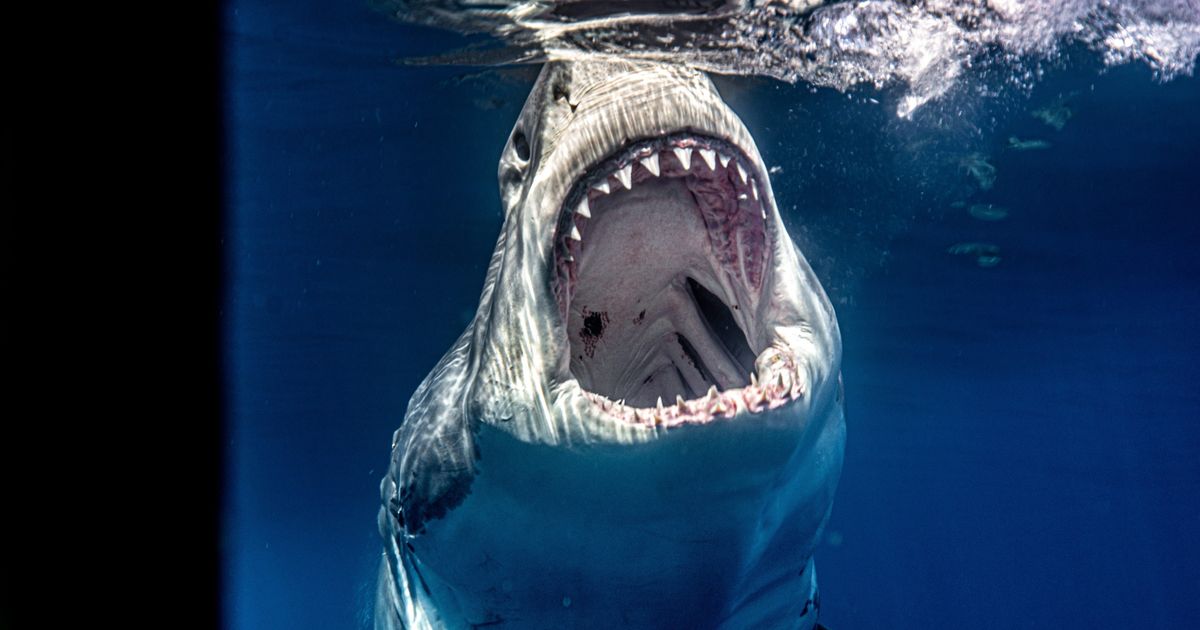 Kod Neuma ulovljena jedna od najopasnijih ajkula na svetu: Ribar iz mora izvukao neman od 12 ...