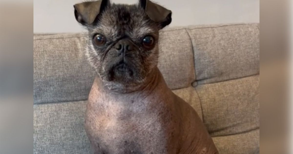 Mops koji liči na gremlina xolopug TikTok - Ljubimci Telegraf