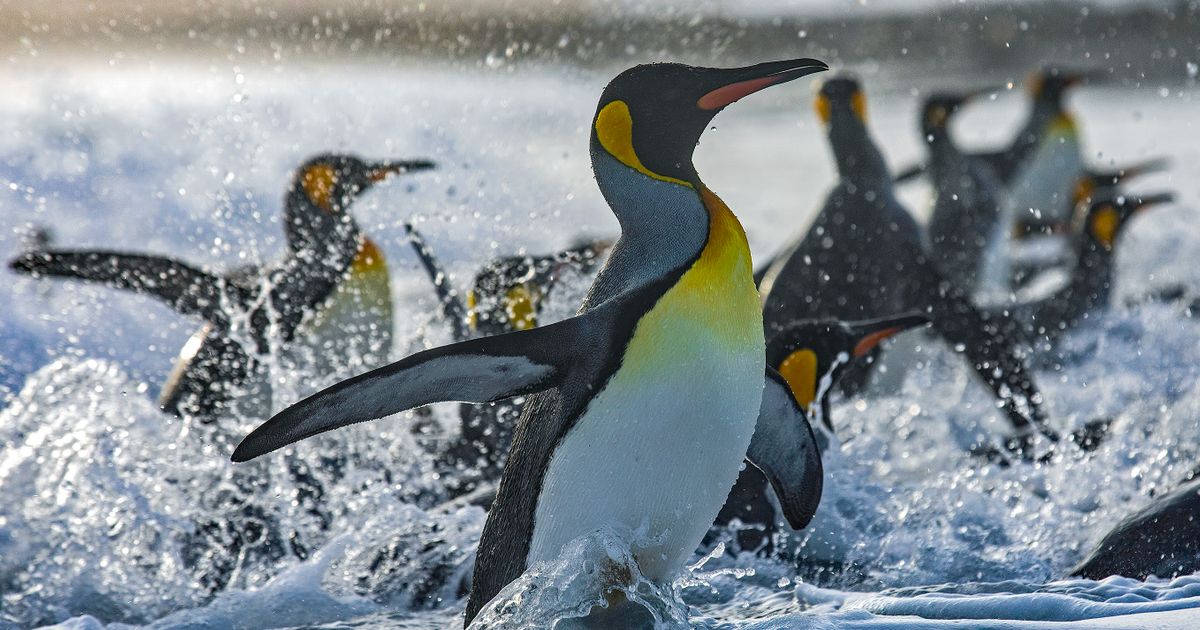 Kolonija kraljevskih pingvina - Telegraf.rs