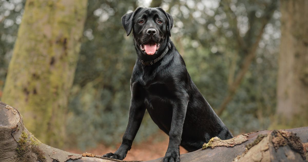 Rotador pas mešanac rotvajlera i labrador retrivera - Ljubimci Telegraf