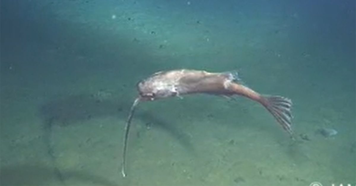 Ova riba ceo život pliva naopačke - Telegraf.rs