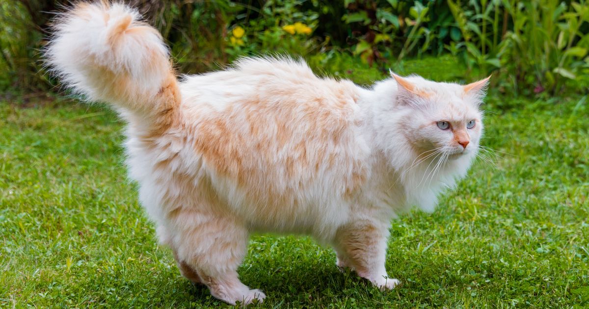 Turska angora inteligmačka koja voli vodu i može da živi 20 godina ...