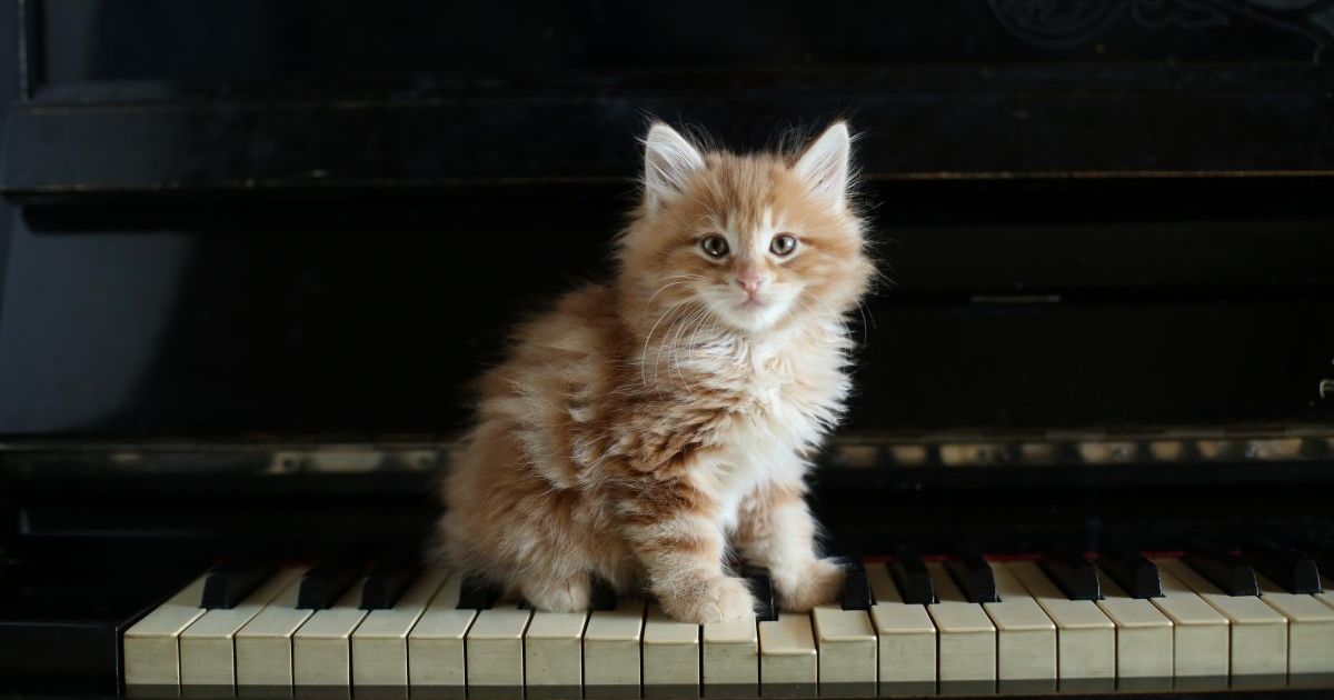 Kurilski bobtejl rasa mačke sa Kamčatke - Ljubimci Telegraf