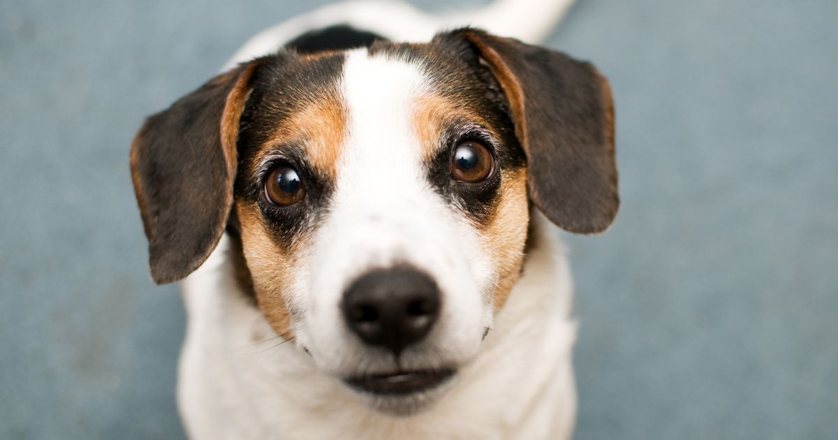 Pripitomljavanje pasa izazvalo je promenu boje njihovih očiju ...