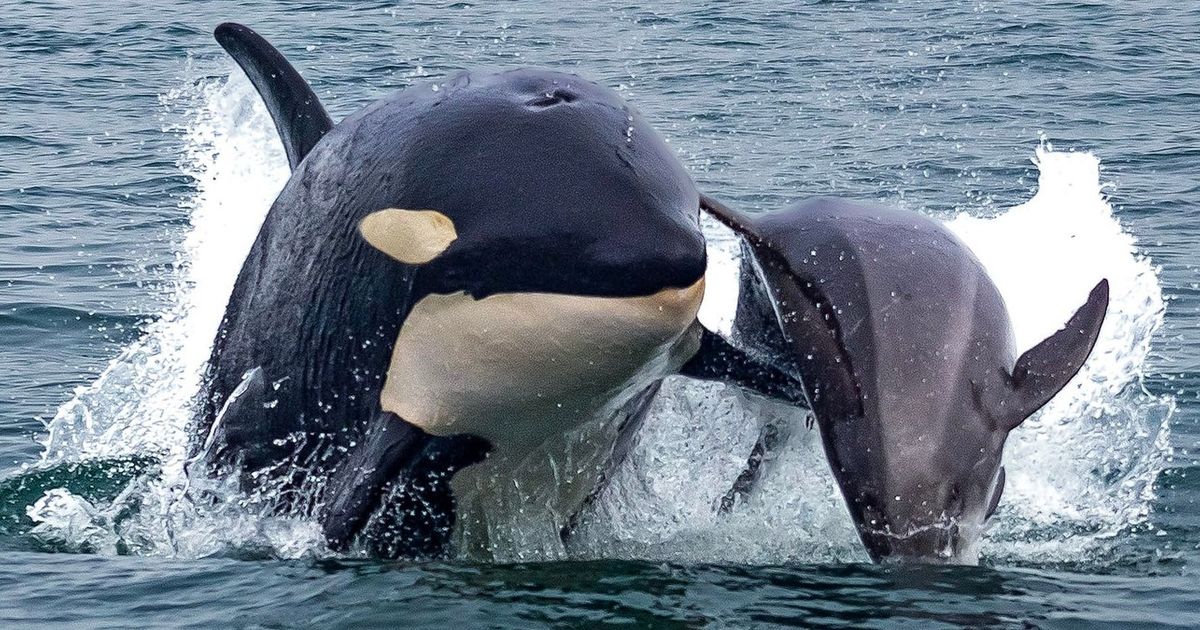 Kitovi ubice ponovo napale jahtu kod Španije: Čitavo jato udarilo na ...