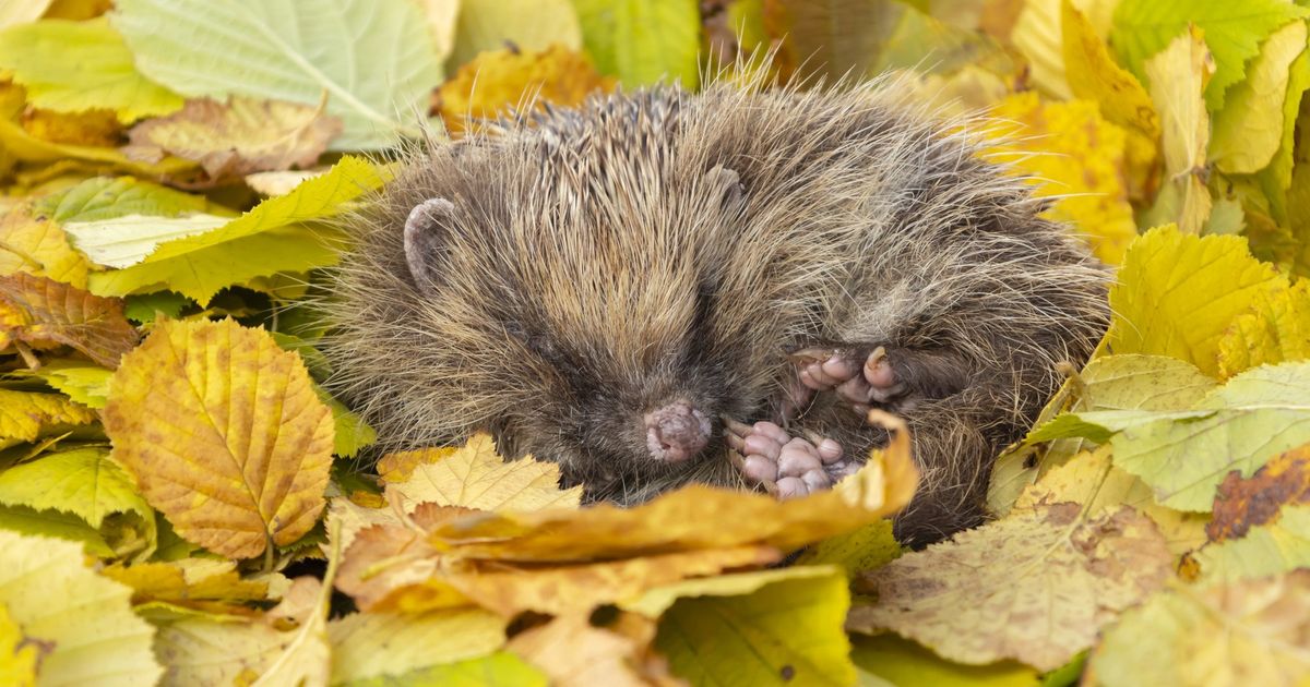 Ako nađete „mrtvog“ ježa tokom zime, nemojte ga zakopati ili baciti u ...