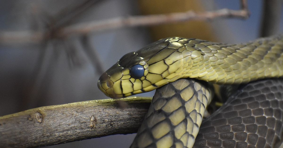 Zmije to rade brže i bolje: Kako je grupa guštera sa krljuštima i bez ...