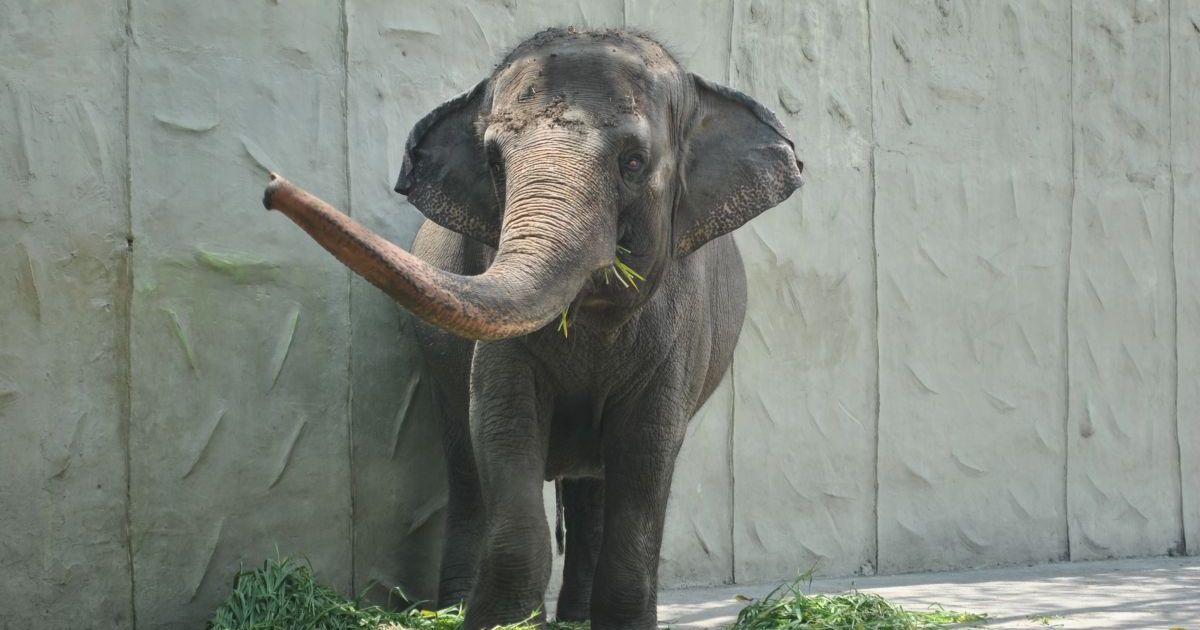 Mali, "najtužniji slon na svetu", uginuo posle 33 godine usamljenosti u ...