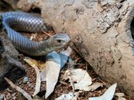 Telegraf.rs - Najnovije vesti