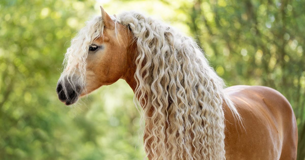 Oni su kao Samson među vojnicima: Najlepše rase konja sa veličanstvenim ...