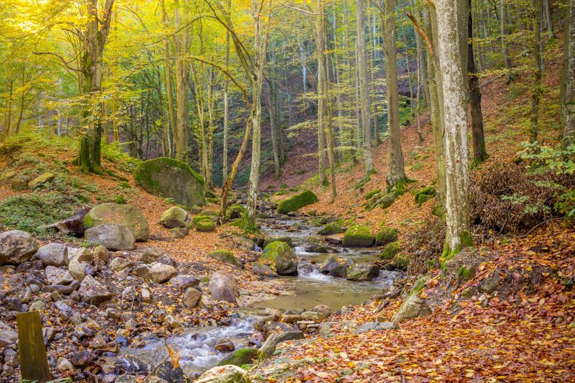Bele breze su znak raspoznavanja planine Jastrebac - Ona.rs
