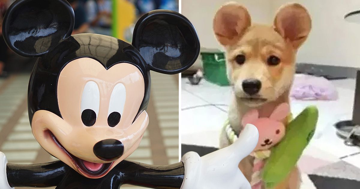 Okrutan trend među vlasnicima kućnih ljubimaca u Kini: Mačke i psi idu ...