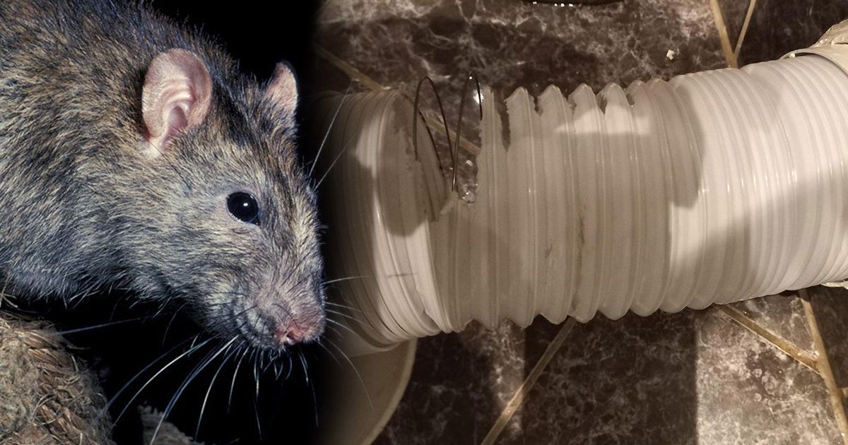 Jadranki pacovi izlaze iz wc šolje, treći put joj ušli u stan u Novom ...