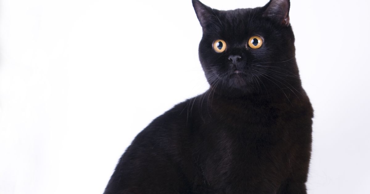 Crna britanska kratkodlaka mačka, redak i jedinstven varijetet ...