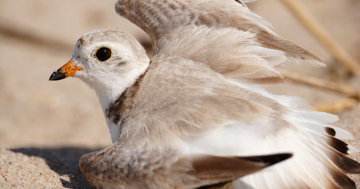 Kako da pomognete ptici sa slomljenim krilom - Ljubimci Telegraf