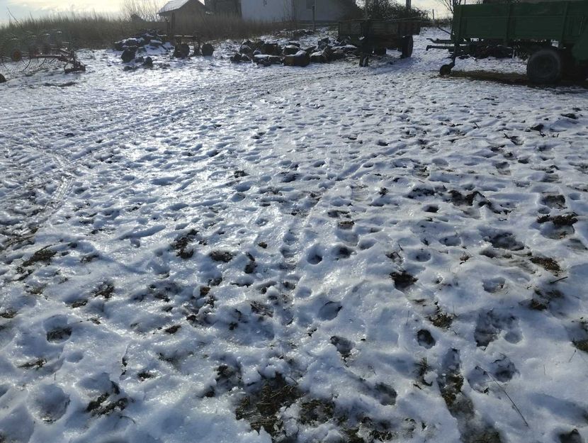 Selo Miroč okovano ledom: Meštani na velikim mukama - Telegraf.rs