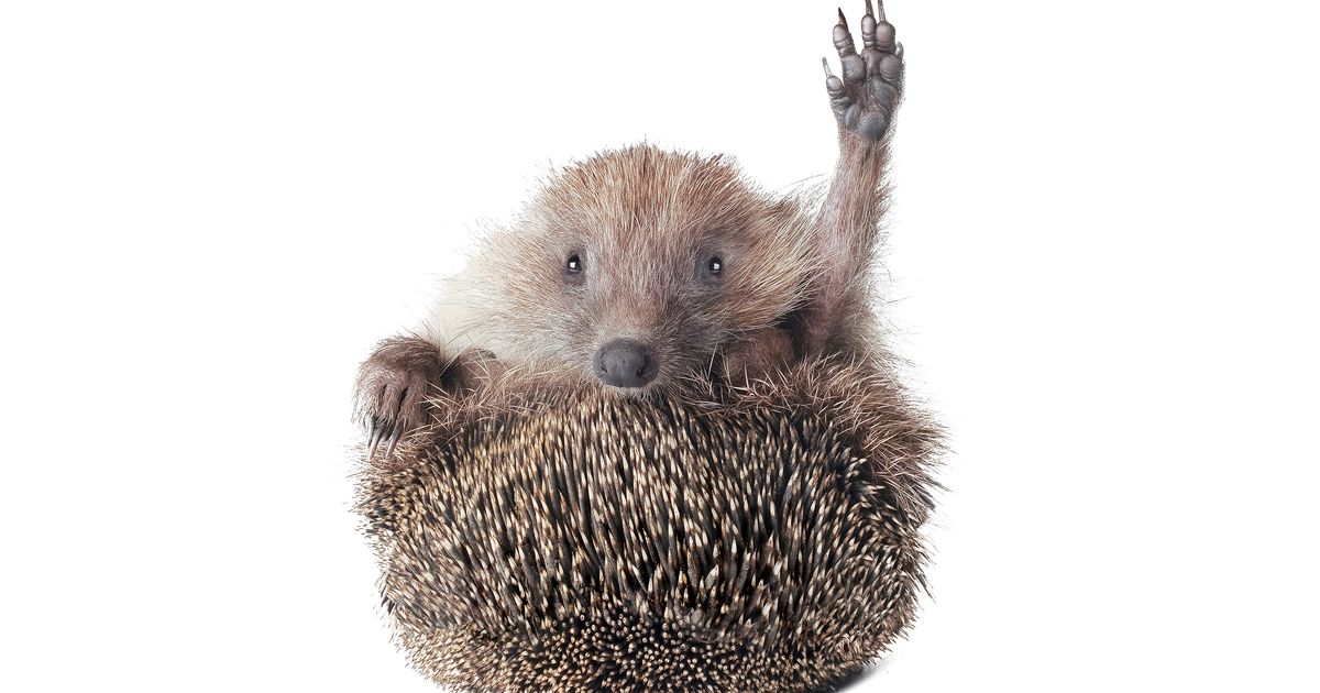 Od 5 pravila koja ježa čine srećnim najčudnija su kopanje po papirnim ...