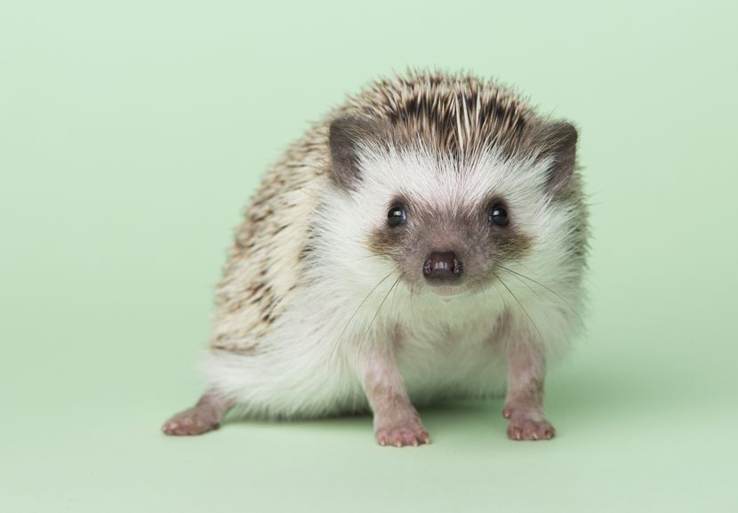 Od 5 pravila koja ježa čine srećnim najčudnija su kopanje po papirnim ...