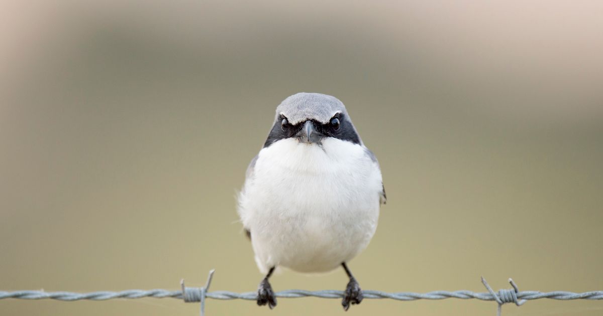 Ovaj brutalni kasapin nabija plen na bodljikavu žicu: Glavati svračak ...