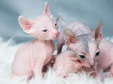 Rase mačaka - Ljubimci Telegraf