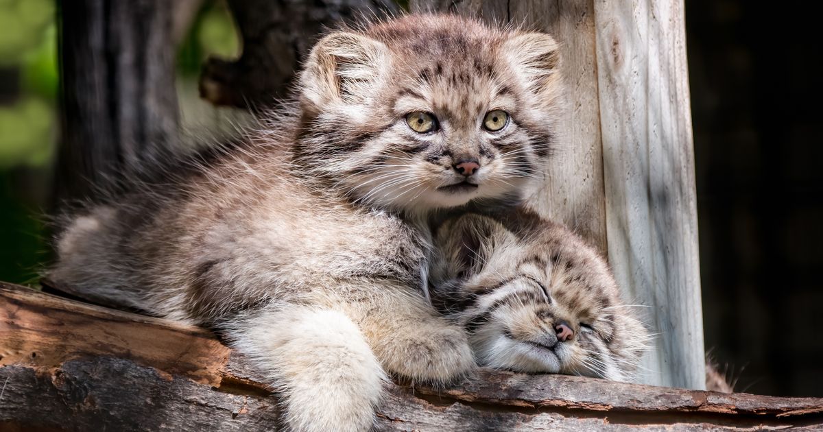 Da li domaće mačke mogu da imaju okrugle uši - Ljubimci Telegraf