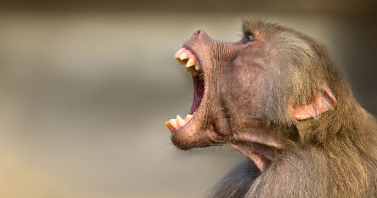 "Đavolji" majmuni iz gradova otimaju turistima mobilne telefone ...