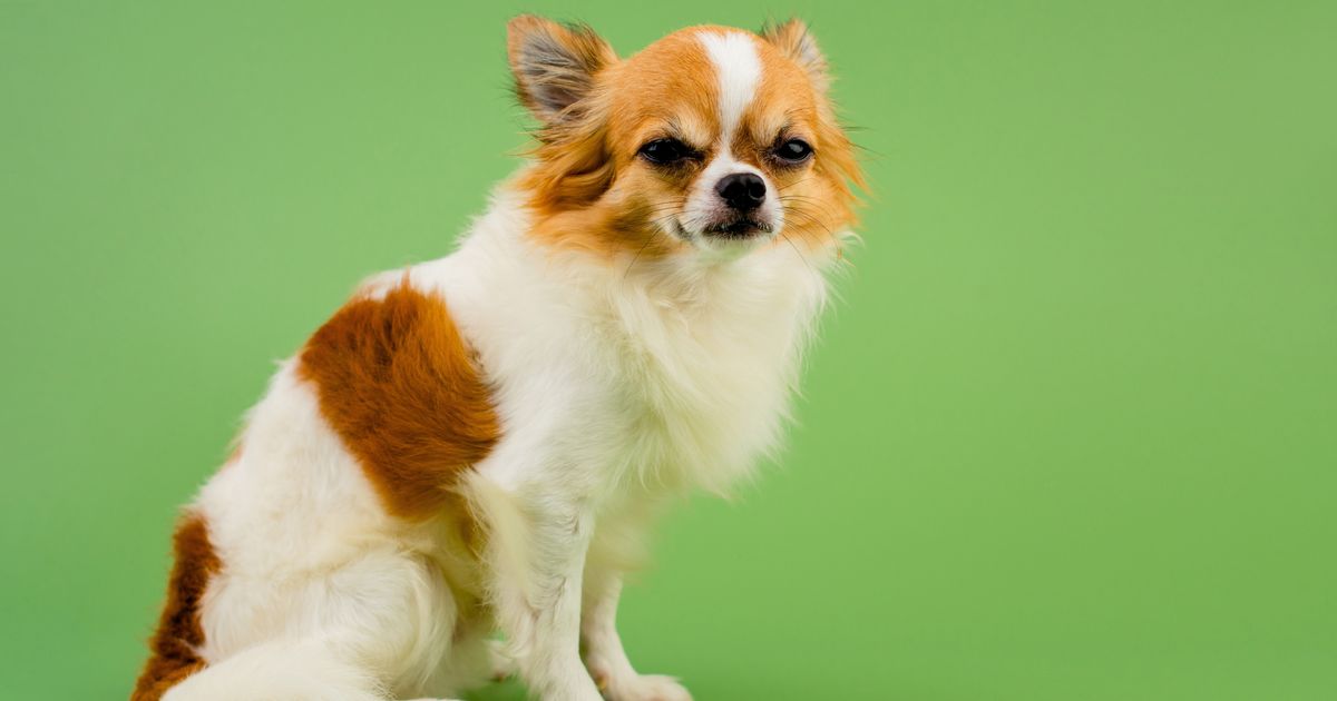 Kako da (pre)vaspitate čivavu, malog psa koji pravi velike probleme ...