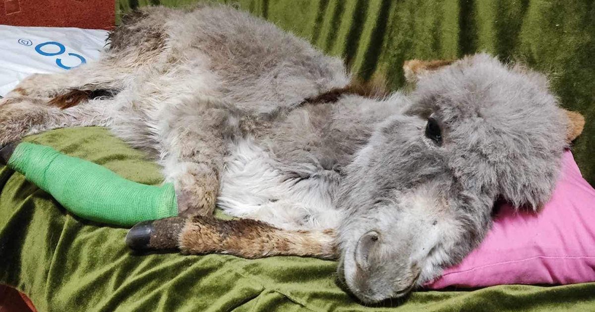 Uginulo magarence Milence - Ljubimci Telegraf