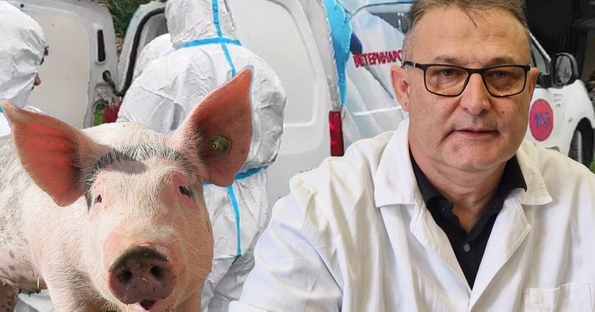 Pet novih žarišta afričke kuge registrovano u ovom delu Srbije ...