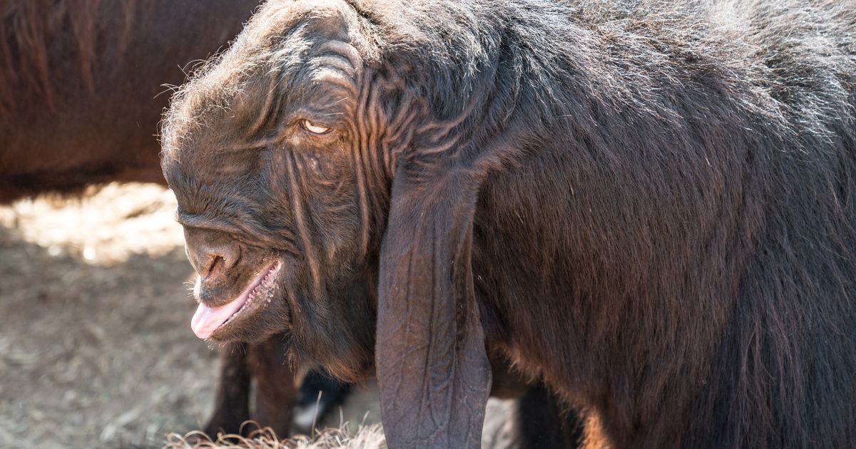 Neki kažu da je najlepša na svetu, drugi trljaju oči kad je vide: Ovo ...