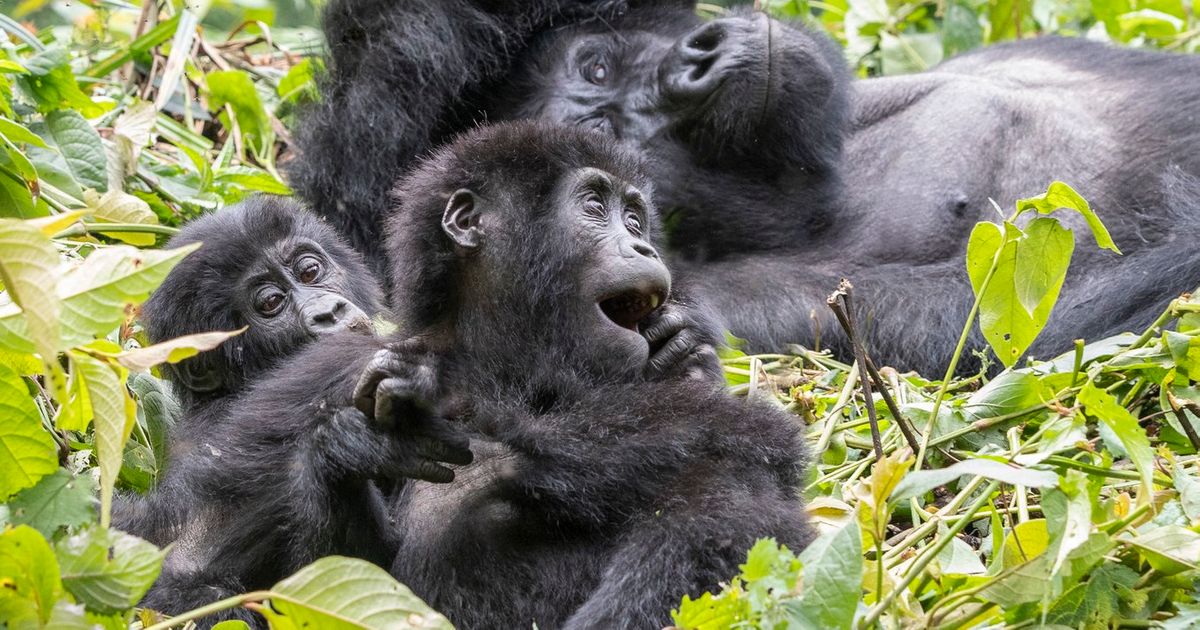 Mlade gorile i šimpanze vole da se zadirkuju: Ljudsko ponašanje ...