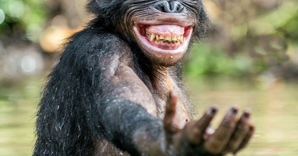 Danas je Svetski dan bonobo majmuna sa kojima ljudska bića dele 98 ...